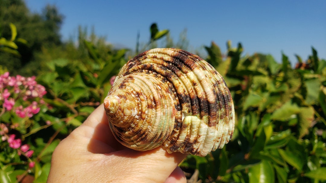 2.75 Silver Mouth Turbo Seashell 1 Shell - Etsy