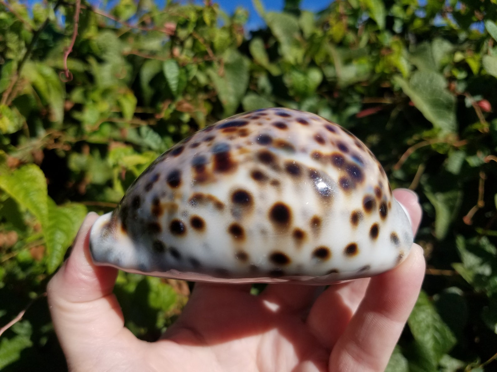Tiger Cowrie Shell Cypraea Tigris Natural Seashell Large | Etsy