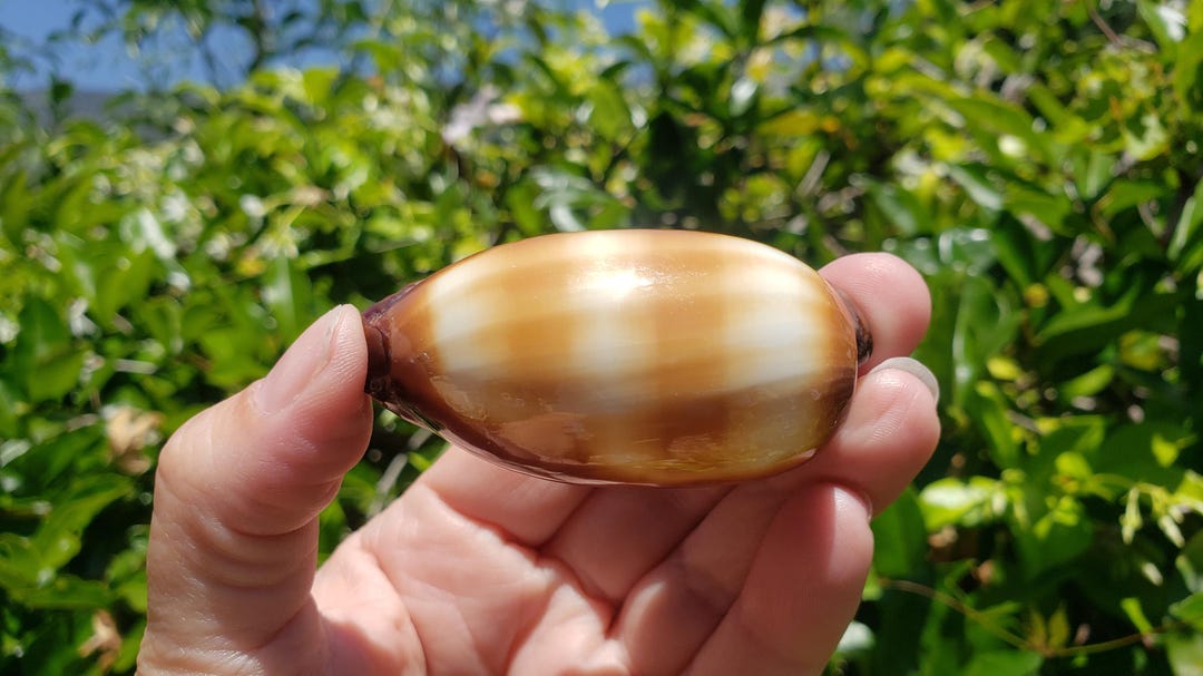 2.5" Mole Cowrie Seashell (1 Shell) - Chocolate Banded Cowry Shell ...