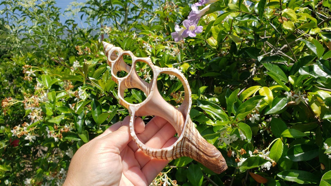 7.375" Center-cut Striped Fox Seashell (1 Cut Shell) - Striped Fox ...