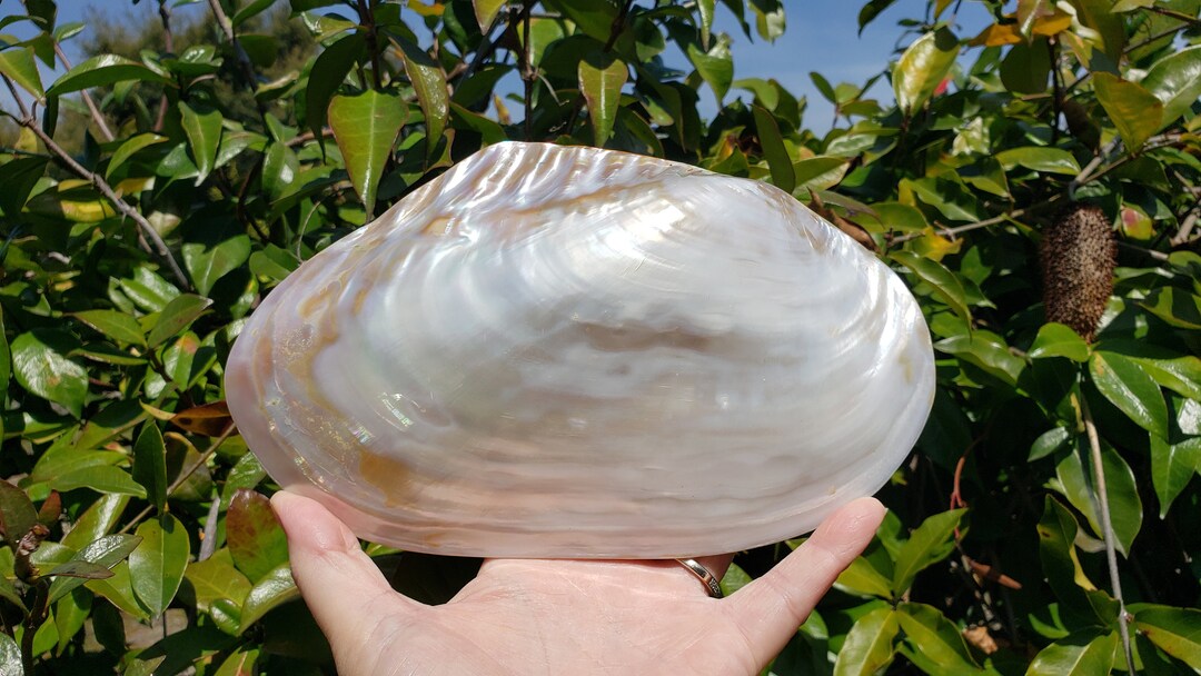 7.75 Cebu Clam Shell Pair 1 Attached Pair - Etsy