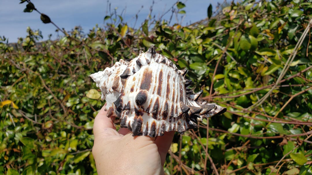 5.375" Black Murex Seashell (1 Shell) - Black and White Murex ...