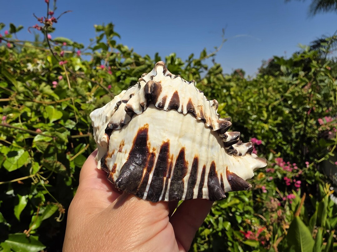 4.125" Black Murex Seashell (1 Shell) - Black and White Murex ...