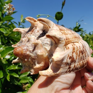 6 Imperial Volute Seashell 1 Shell Cymbiola Imperialis - Etsy