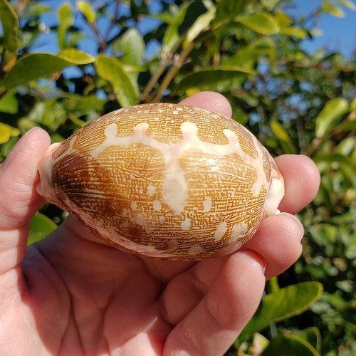 Cypraea Mappa Map Cowrie Cowry Seashell 2-1/2 3 - Etsy