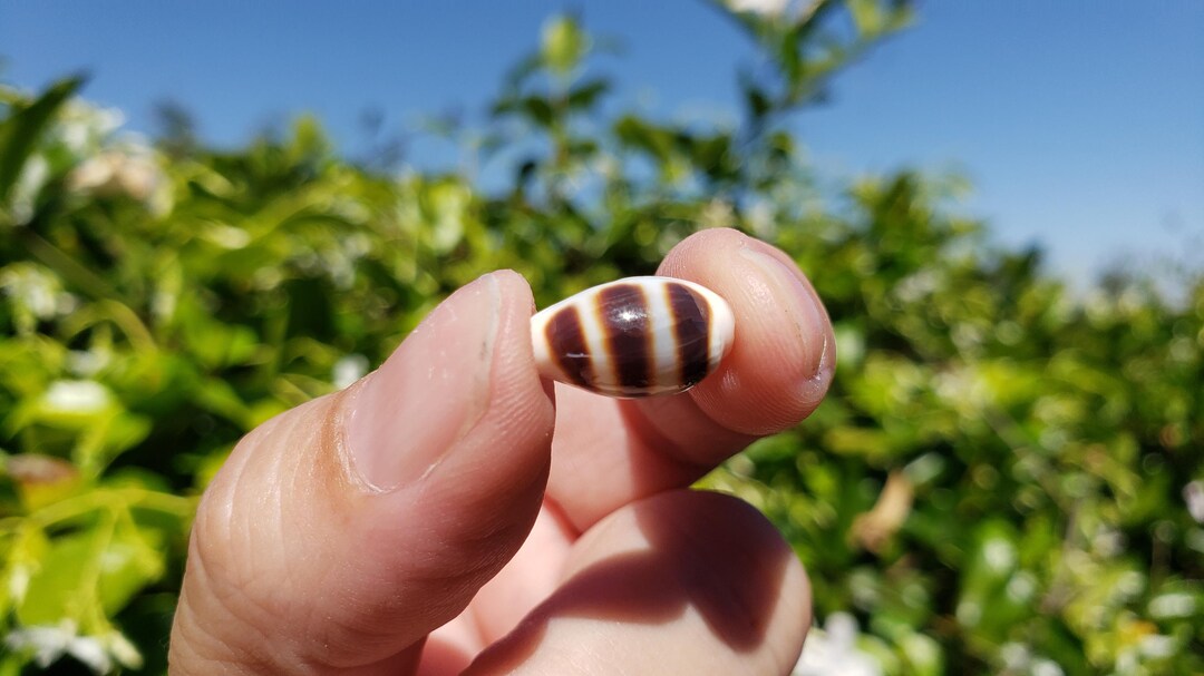 0.5" Palmadusta Asellus Cowrie Seashell (1 Shell) - Cypraea Asellus ...