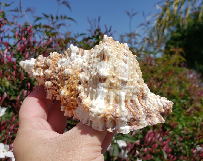 4.875" Giant Frog Seashell (1 Shell) - Tutufa Bubo - Bursa Bubo - Bursa ...