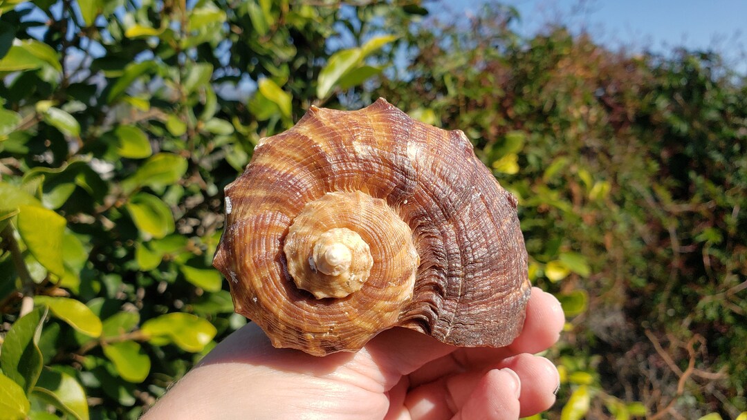 3.875 Rapana Rapiformis Seashell 1 Shell - Etsy