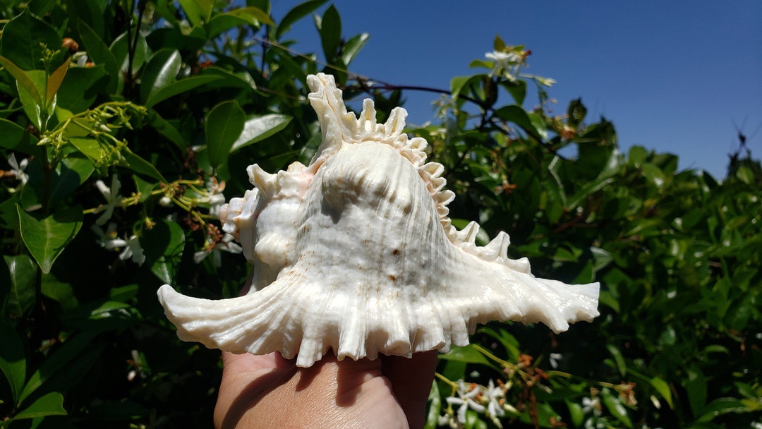 5.375 Ramose Murex Seashell 1 Shell Branched Murex Shell Pacific Murex ...