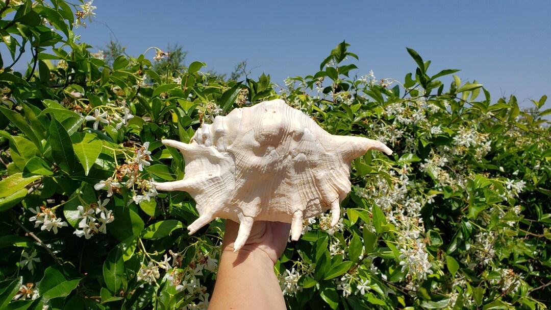 9.375" Giant Spider Conch Seashell (1 Shell) - Lambis Truncata - Etsy