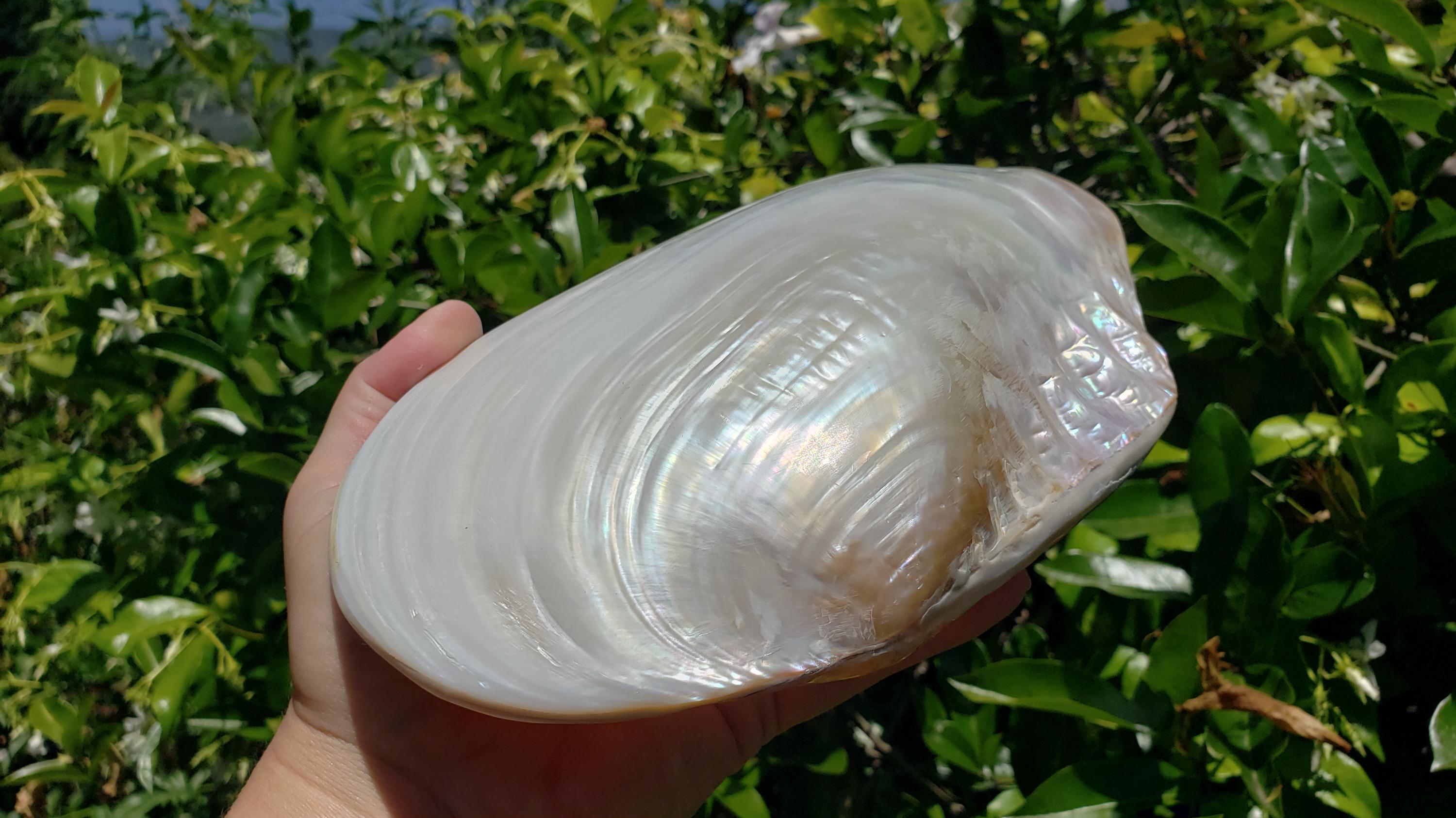 9" Cebu Clam Shell Pair (1 Attached Pair) - Etsy