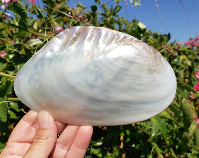 5.75" Cebu Clam Shell (half Shell/single) - Etsy