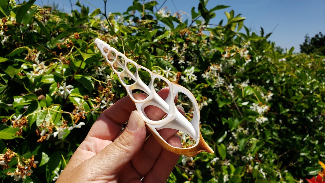 4.75" Center Cut Tibia Seashell (1 Cut Shell) - Etsy