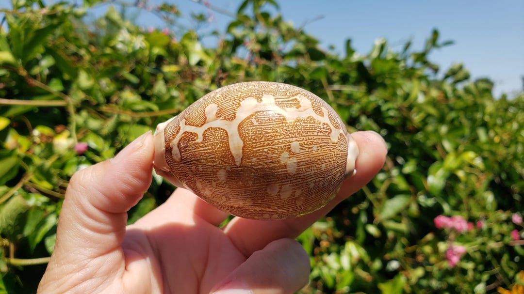 2.625" Map Cowrie Seashell (1 Shell) - Map Cowry Shell - Leporicypraea ...