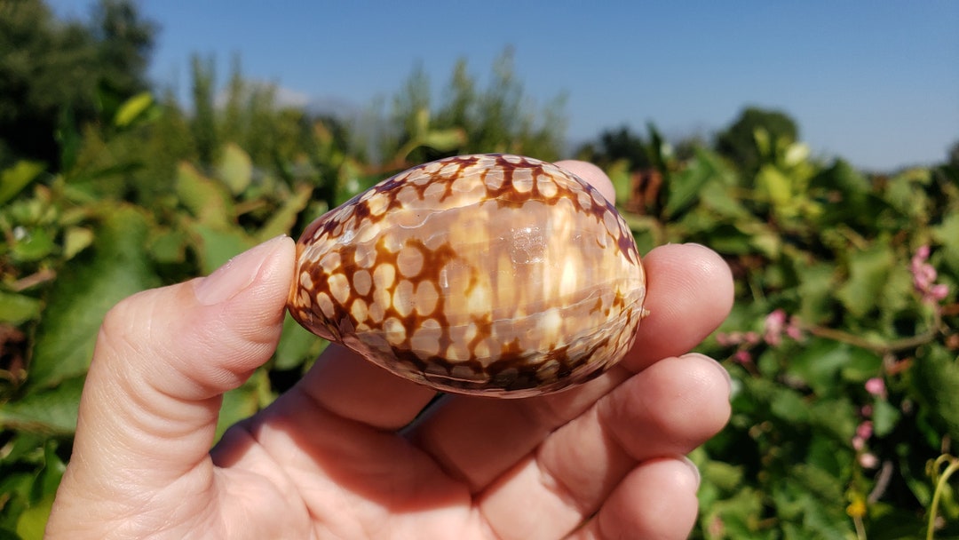 2.25 Humpback Cowrie Seashell 1 Shell Chocolate Cowrie Mourning Cowrie ...
