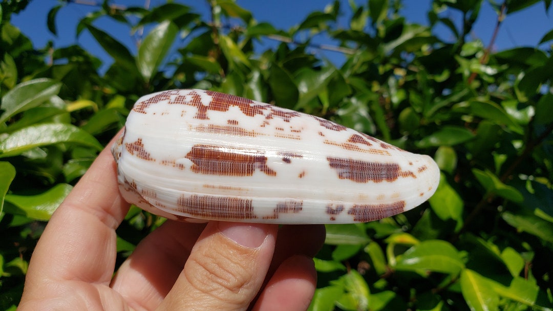 3.75" Striated Cone Seashell (1 Shell) - Conus Striatus - Etsy