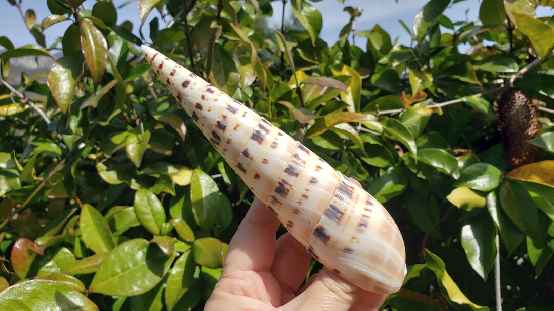 6.25 Marlinspike Auger Seashell 1 Shell Oxymeris Maculata Terebra ...