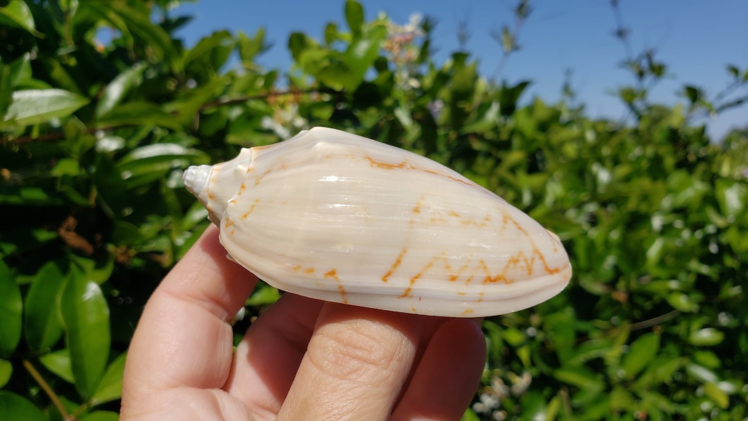 3.25 Bat Volute Seashell 1 Shell Cymbiola - Etsy