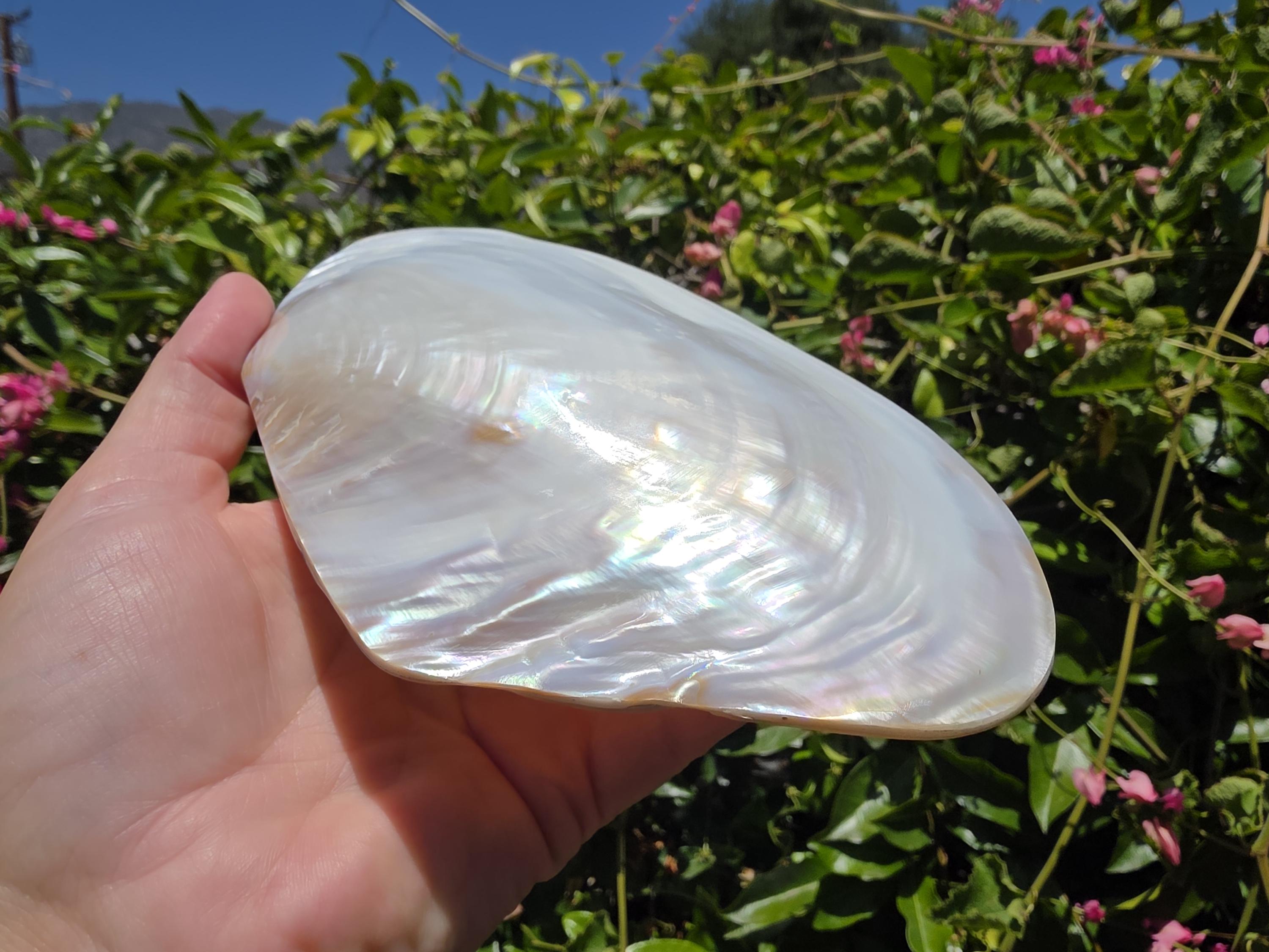 6.625" Cebu Clam Shell Pair (1 Attached Pair) - Etsy
