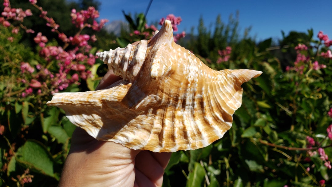 4.875 Rooster Conch Seashell 1 Shell Rooster-tail - Etsy
