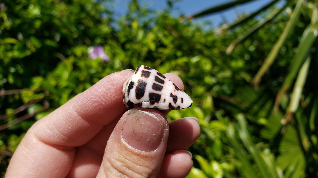 1" Hebrew Cone Seashell (1 Shell) - Conus Ebraeus - Black and White ...
