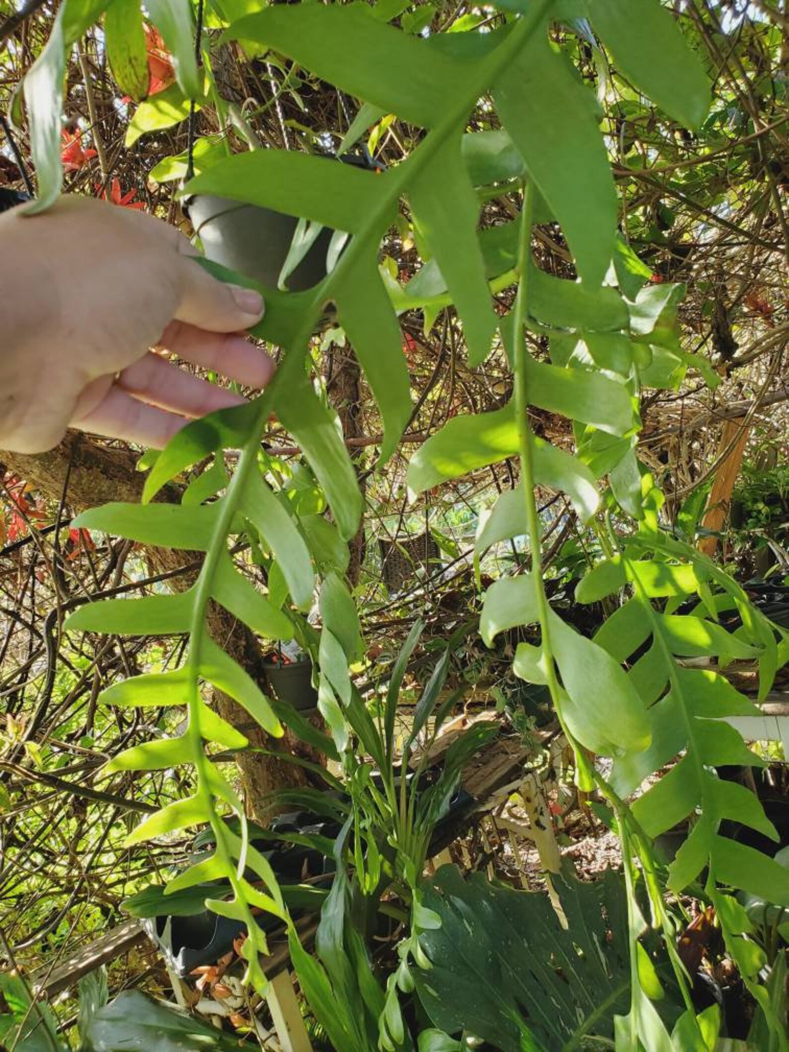 Shark Tooth Fern Leaf Epiphyllum Chrysocardium | Etsy