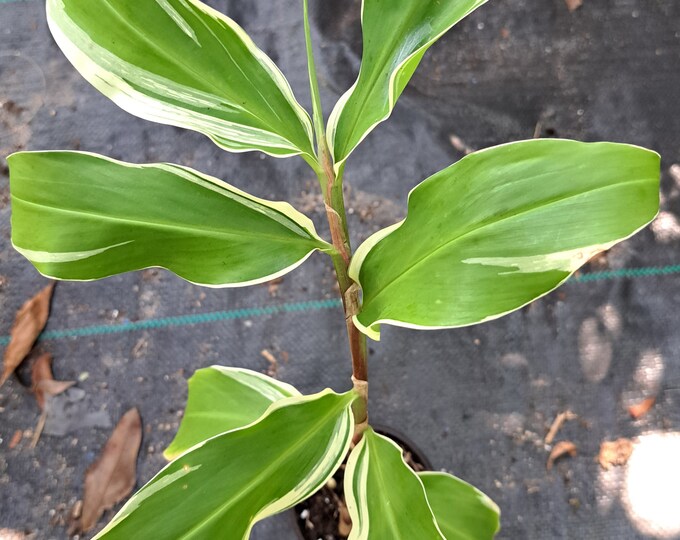 Variegated Spiral Ginger Costus Arabicus Variegatus - Etsy