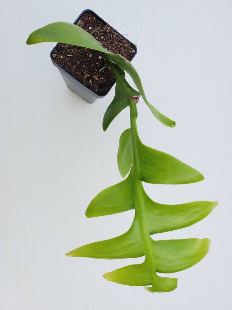 Shark Tooth Fern Leaf Epiphyllum Chrysocardium | Etsy