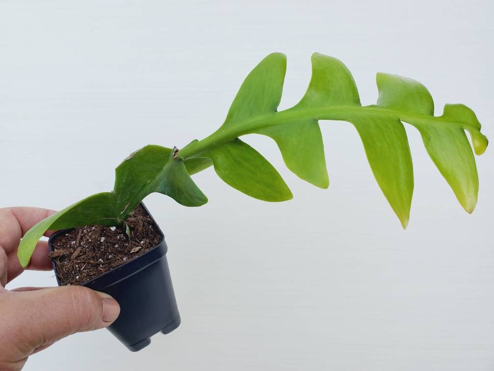 Shark Tooth Fern Leaf Epiphyllum Chrysocardium | Etsy