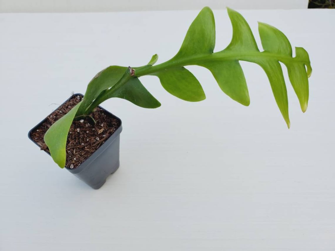 Shark Tooth Fern Leaf Epiphyllum Chrysocardium | Etsy