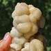Brain-like Botryoidal Chalcedony Specimen - Etsy