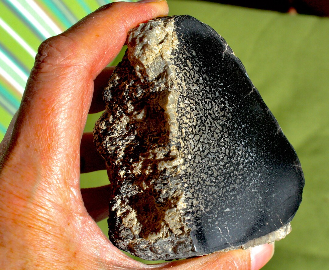 Black Fossilized Dinosaur Bone Specimen With Polished Face, 1 Lb. 2.4 ...