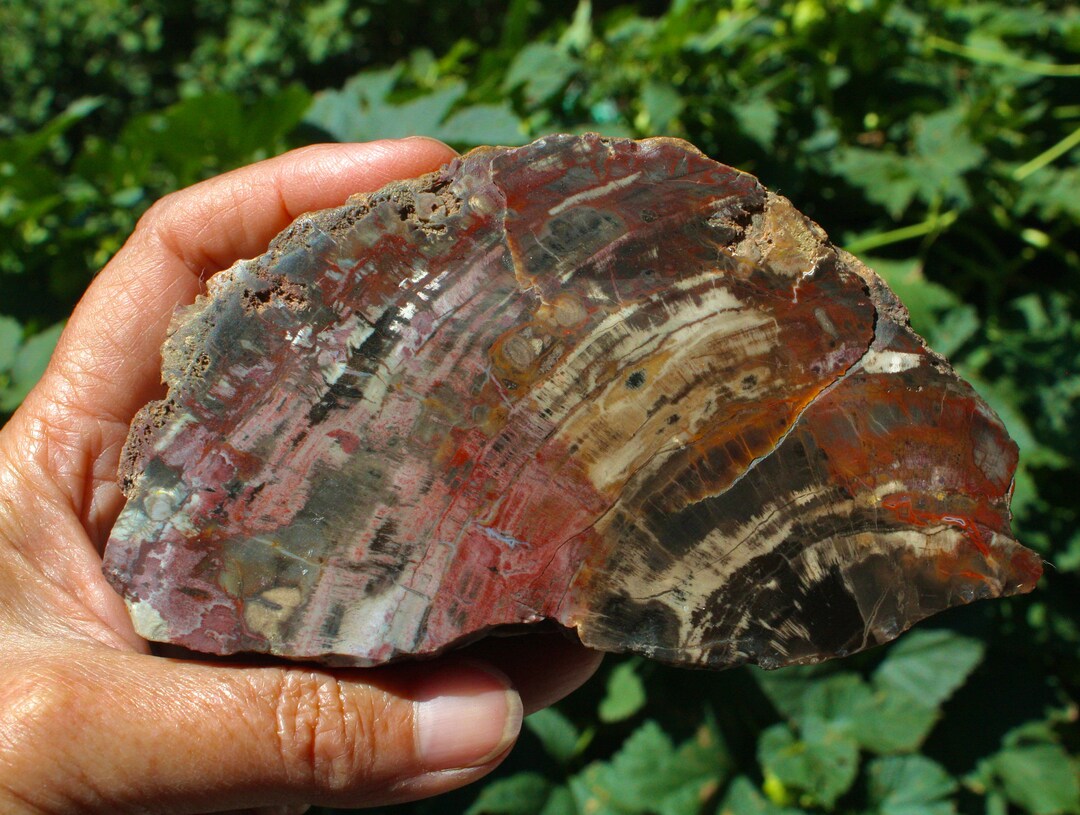 Rainbow Petrified Wood Thick Slab, Polished Face - Etsy