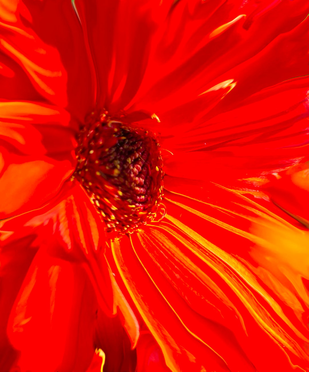 Burnt Orange Daisy - Etsy