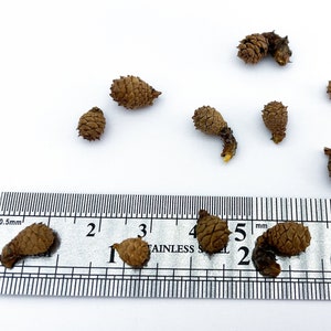 15 Pcs Extra SMALL Tiny Pine Cones Small Cones for Resin | Etsy