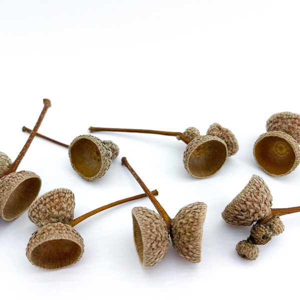Acorn Caps - Etsy
