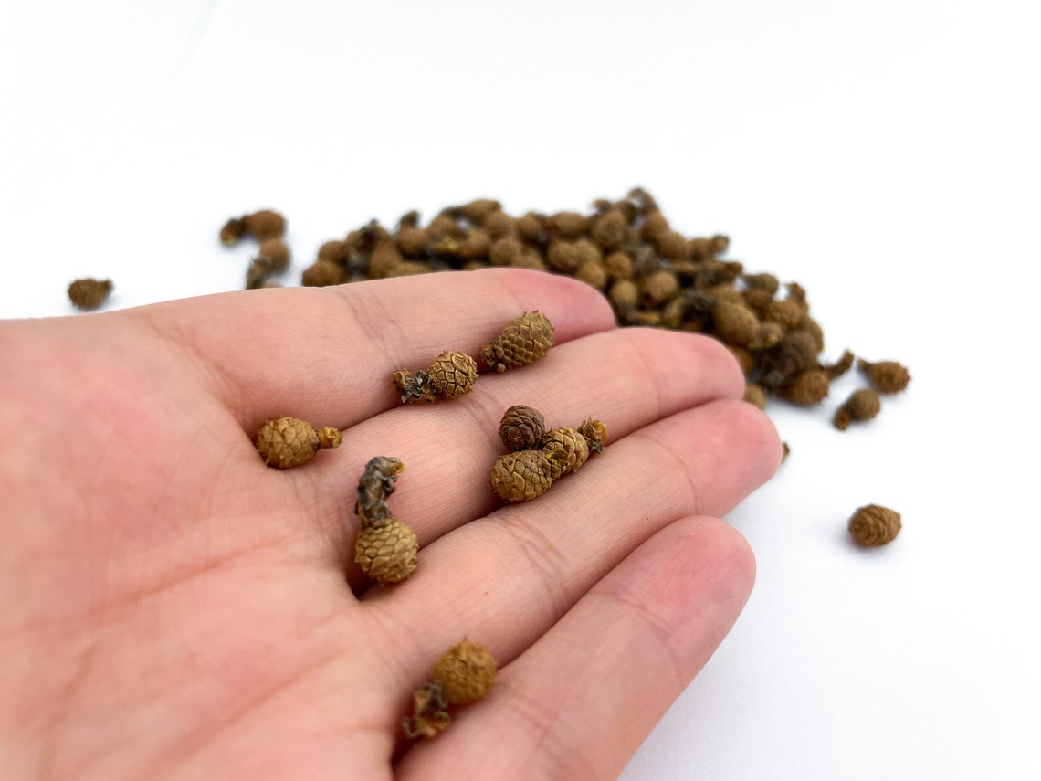 15 Pcs Extra SMALL Tiny Pine Cones Small Cones for Resin | Etsy