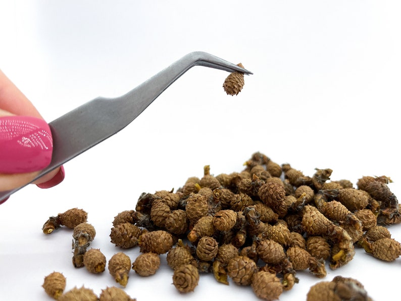 15 Pcs Extra SMALL Tiny Pine Cones Small Cones for Resin | Etsy