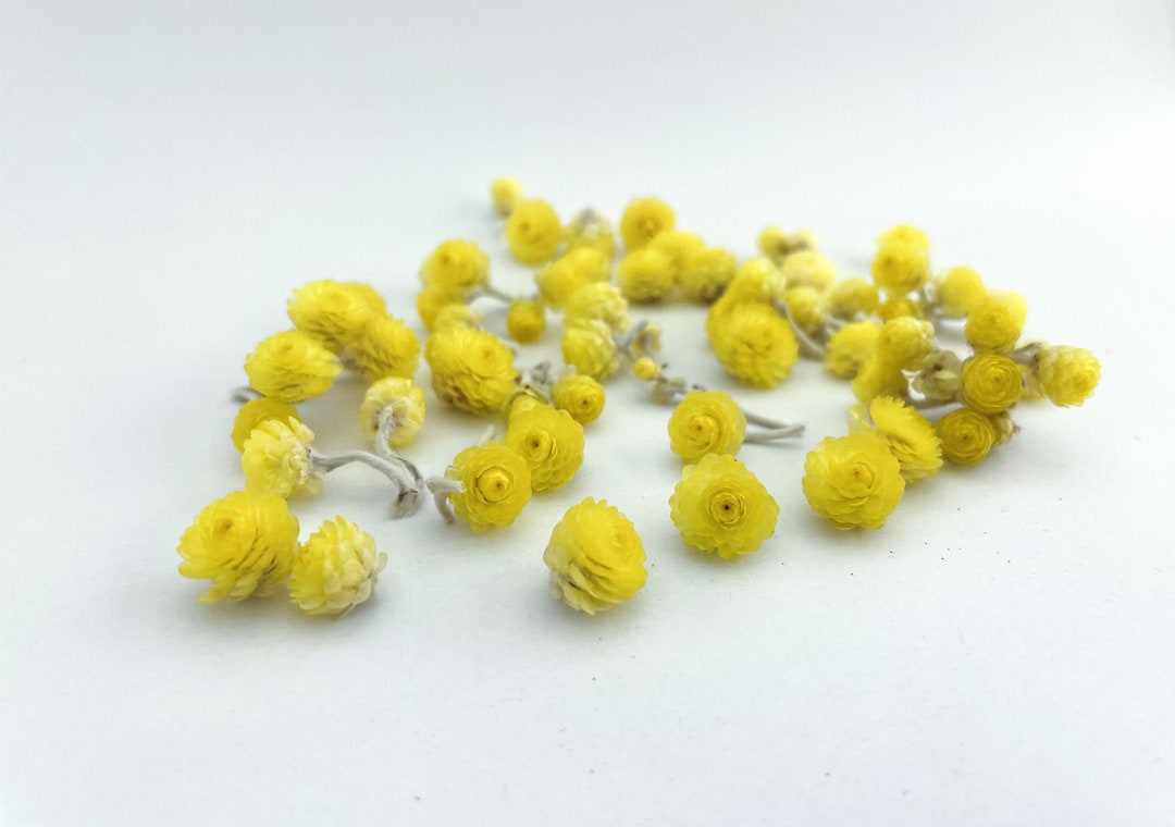 Small Yellow Strawflowers | Everlasting Flowers Dried Strawflowers Tiny ...