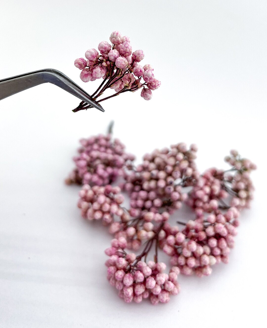 Pink Real Ozothamnus Flowers | Rice Flower for Resin Jewelry Making ...