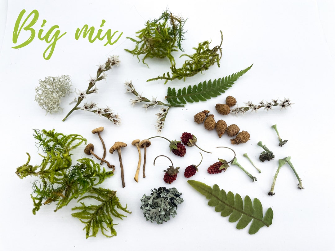FOREST MIX | Set of Small Lichen Moss Mushrooms Fern Pixie Cups ...