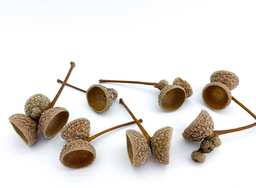 10 Pcs Natural Oak Acorn Caps Natural Real Oak Arts and Crafts Supplies ...