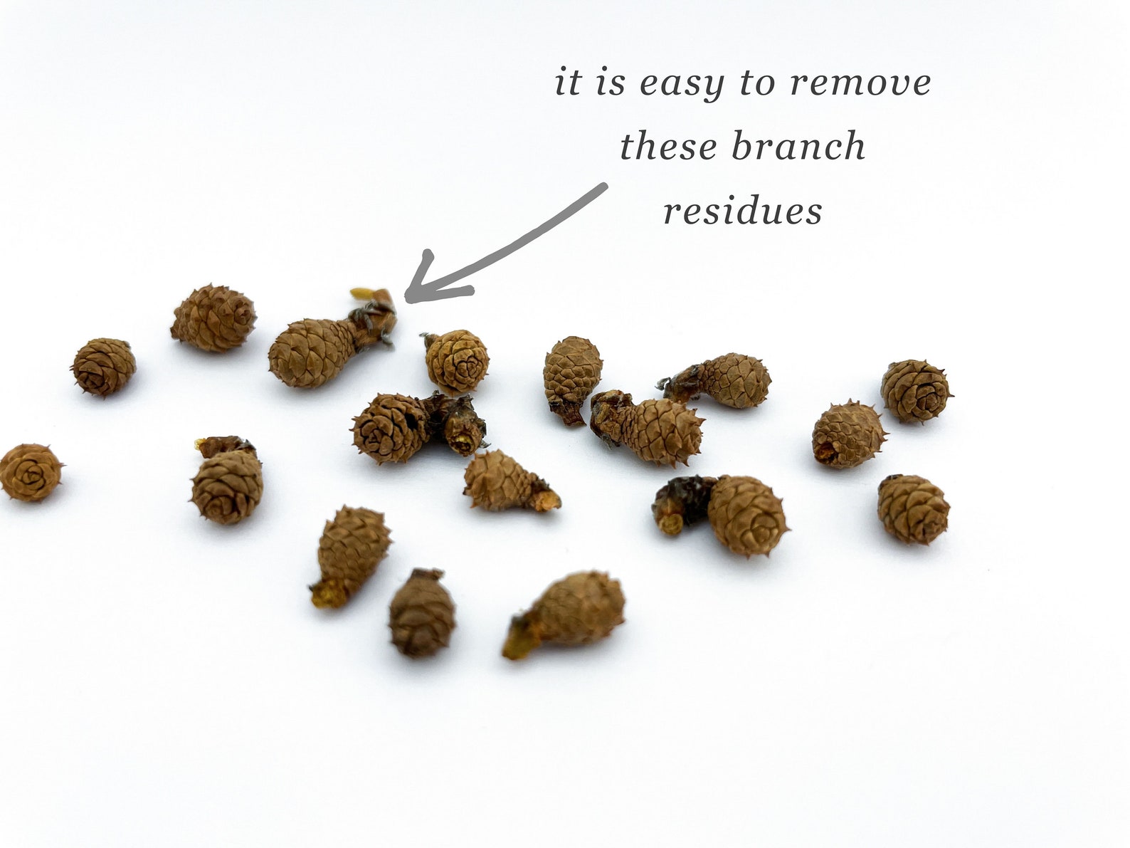 15 Pcs Extra SMALL Tiny Pine Cones Small Cones for Resin | Etsy