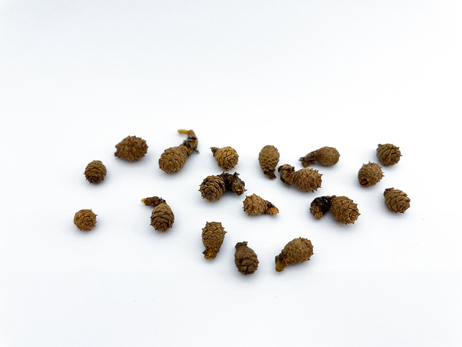 15 Pcs Extra SMALL Tiny Pine Cones Small Cones for Resin | Etsy