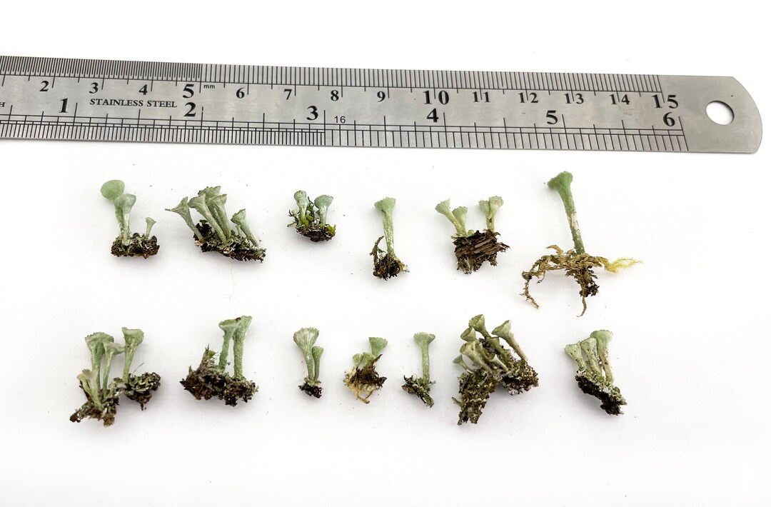 10/20/30 Dried Pixie Cup | Lichen Moss for Resin Jewelry Small Eco ...