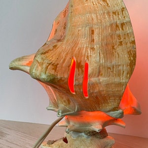 Vintage Conch Shell Light - Etsy