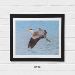 Great Blue Heron, Birds Flying Prints, Bird Photos, Nature Photography ...