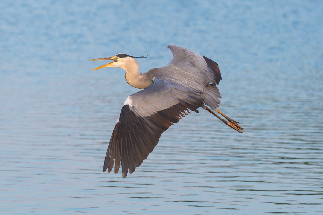 Great Blue Heron, Birds Flying Prints, Bird Photos, Nature Photography ...