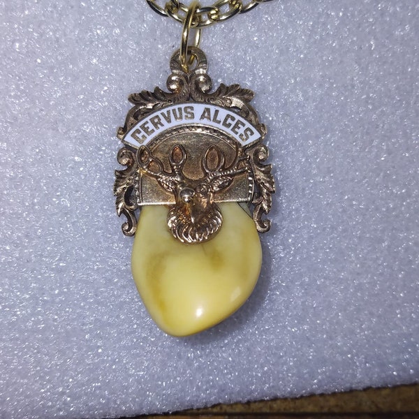 Elk Teeth - Etsy