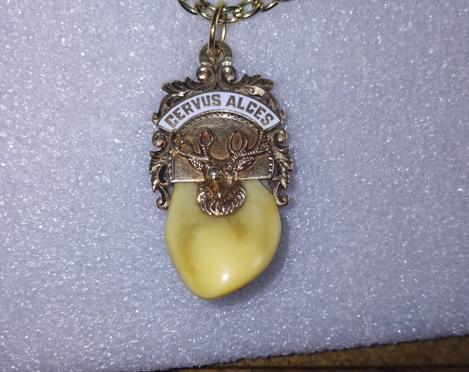 Antique 14KT Gold Enamel cervus Alces Double Genuine Elk Teeth Pendant ...